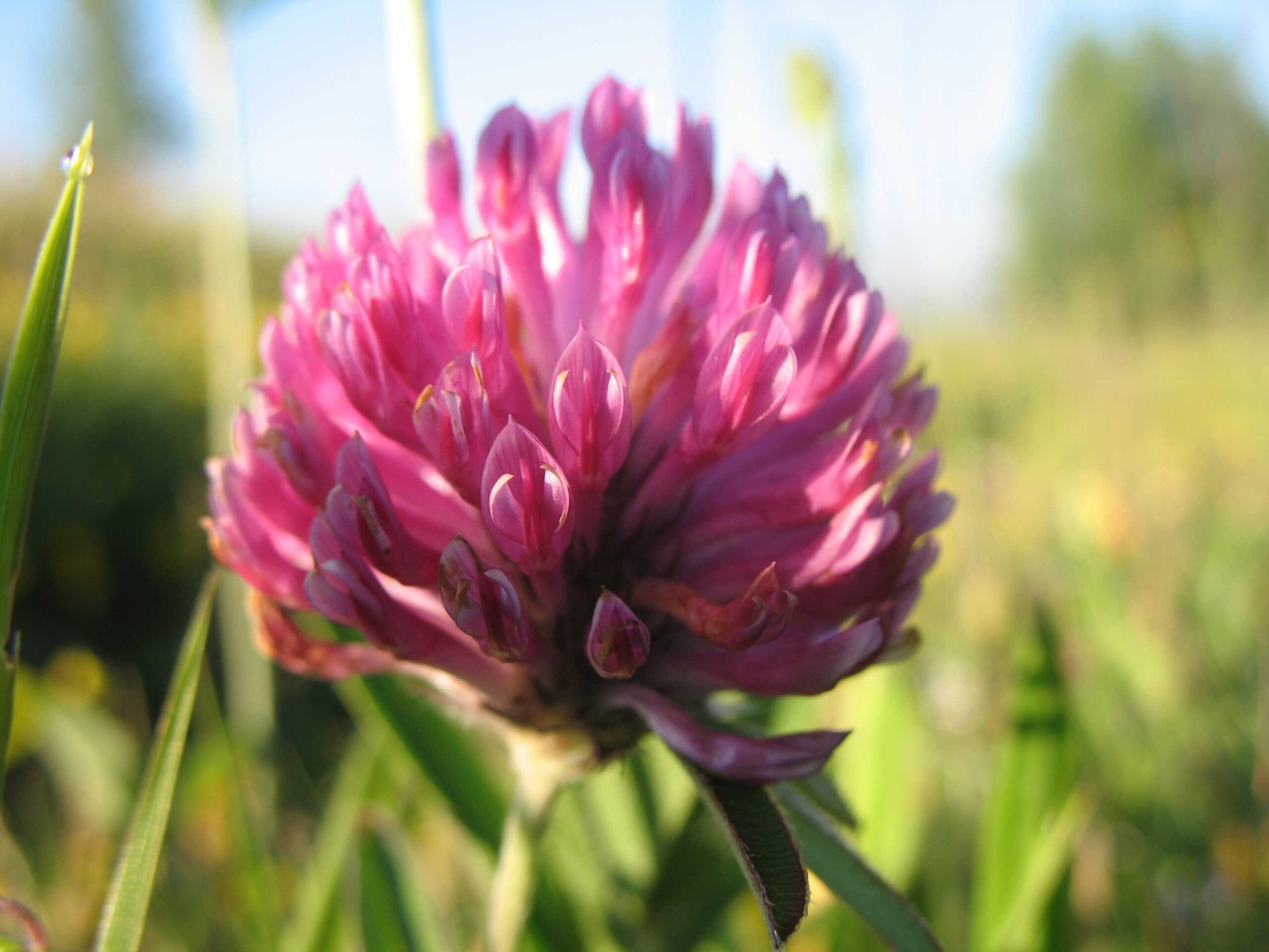 Primena fitoestrogena I balans ženskih hormona – Dr sci med Jelica Bjekić Macut - Pharmanova